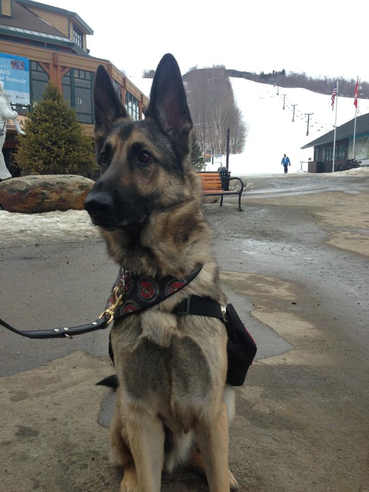 On a Trip to Colorado with My New Service Dog, I Knew I'd Come Full ...